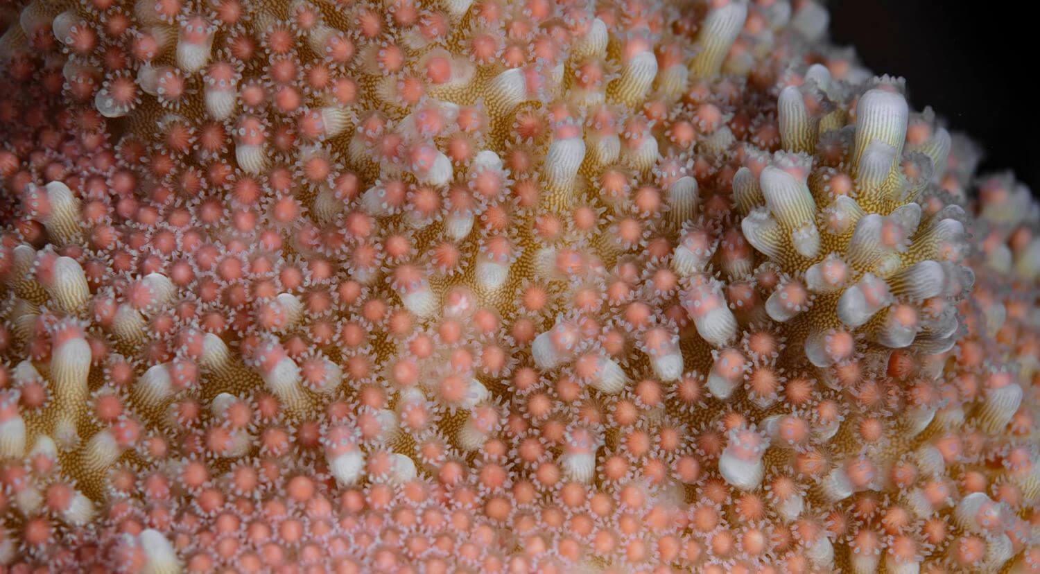 Diverse marine life joins Great Barrier Reef spectacle - Tropical North ...